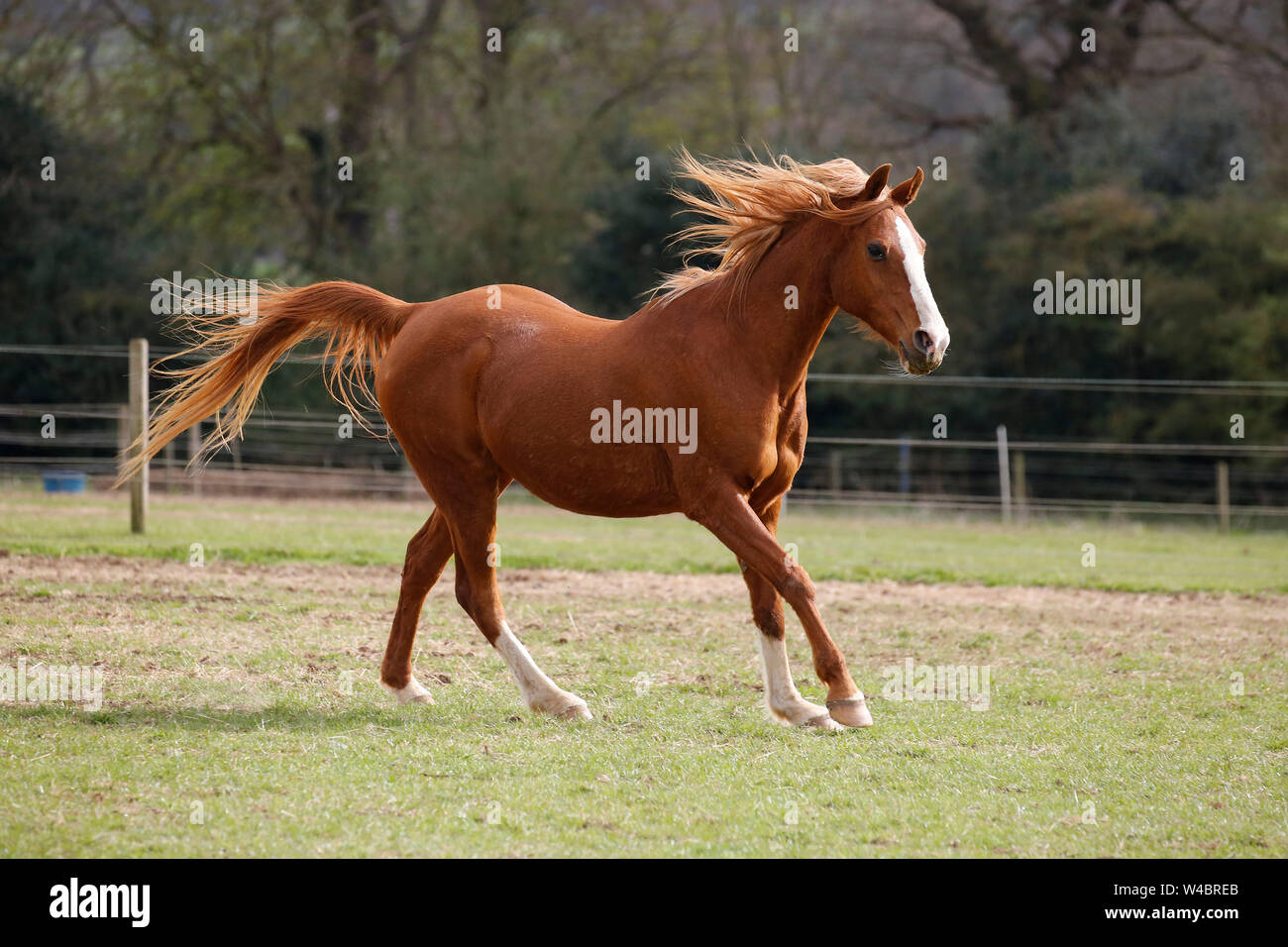 Horse running hi-res stock photography and images - Alamy