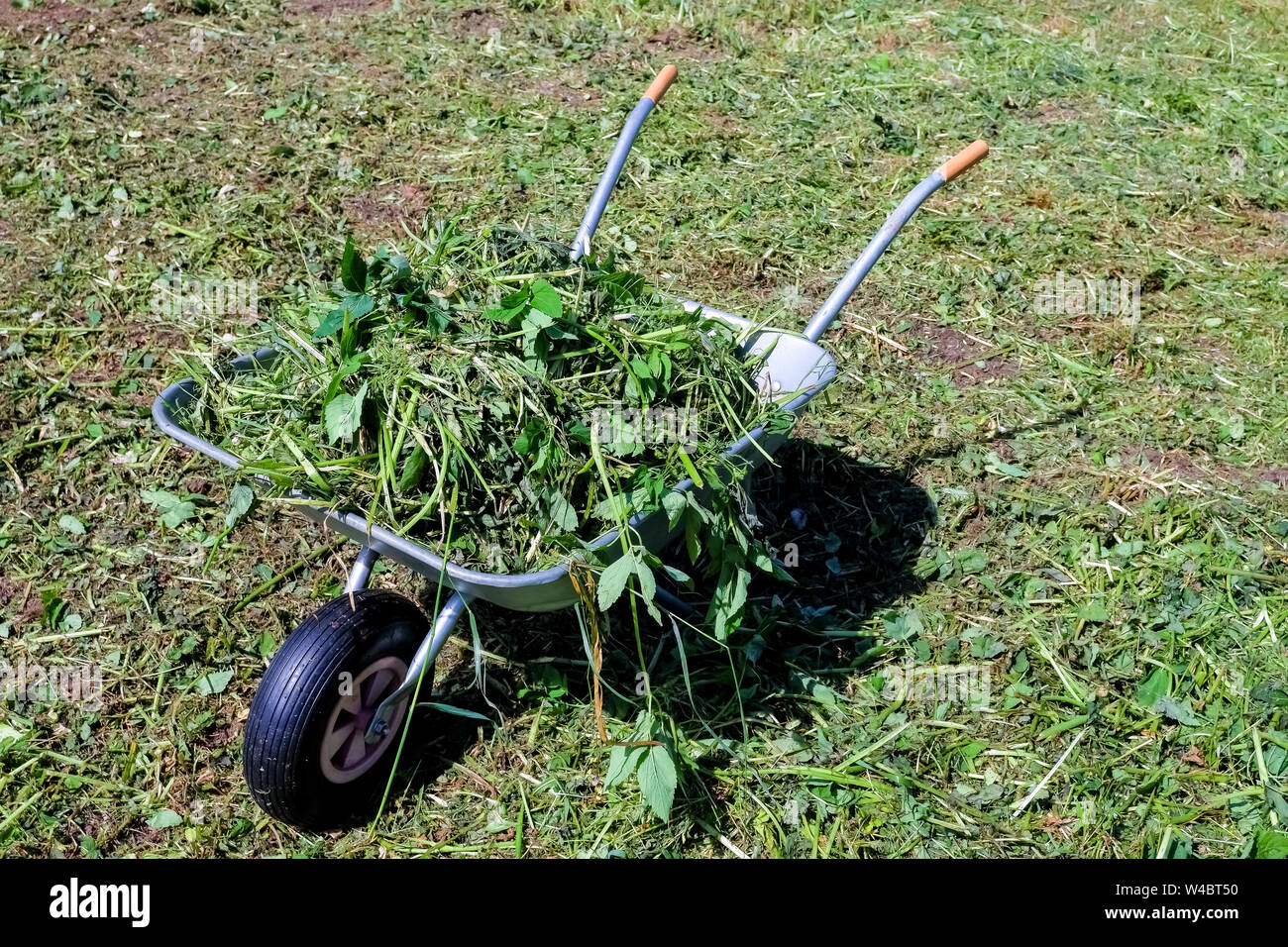 Fresh grass in a garden trolley. Cleaning of freshly mown grass in the ...
