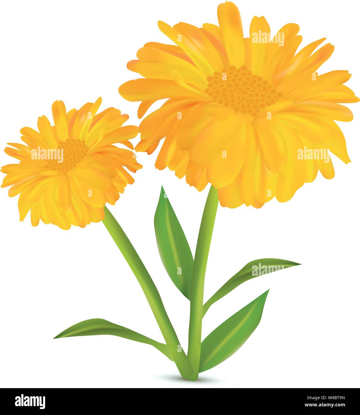 3d realistic calendula with green leaf on white background. Marigold ...