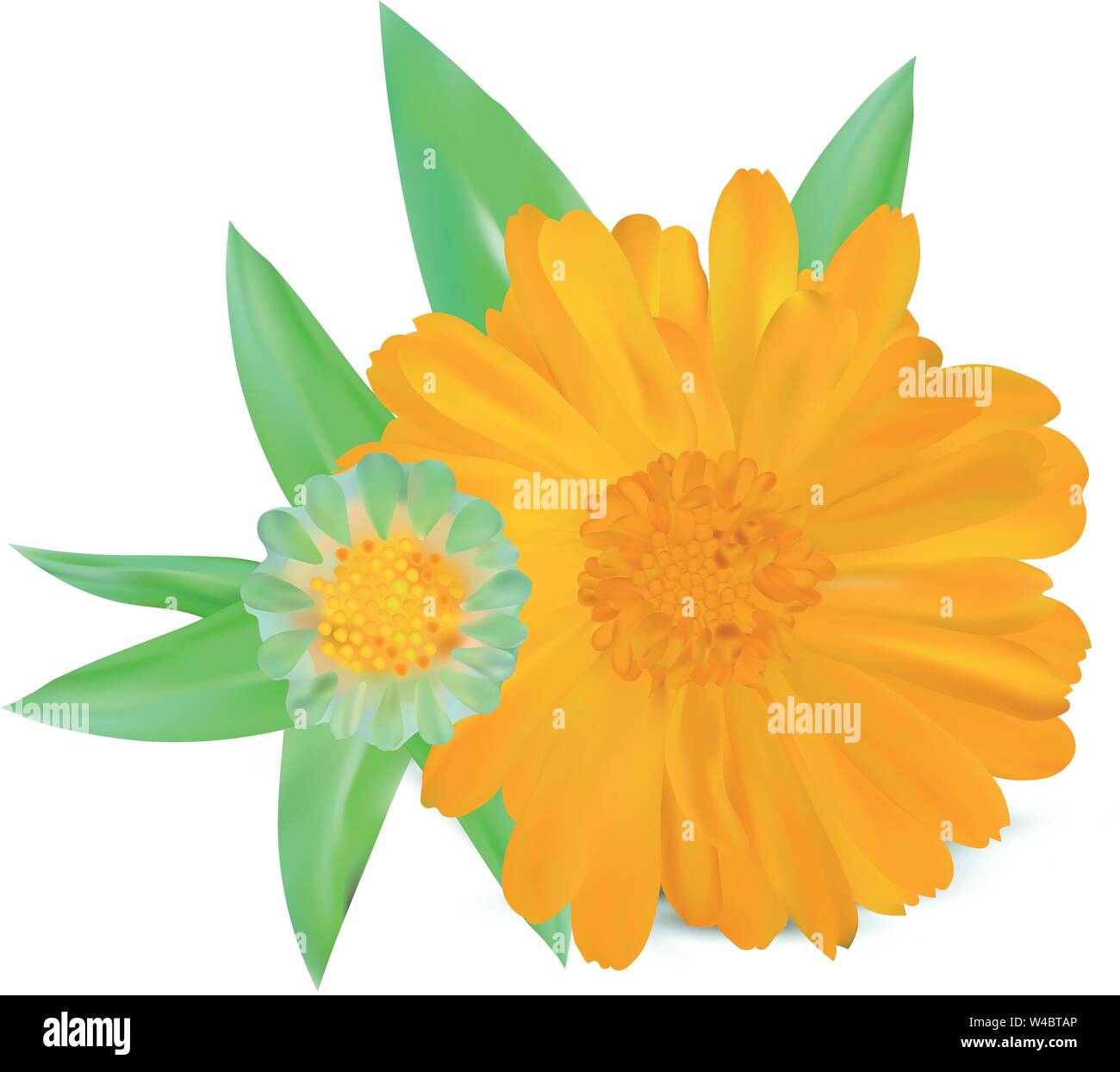 3d realistic calendula with green leaf on white background. Marigold ...