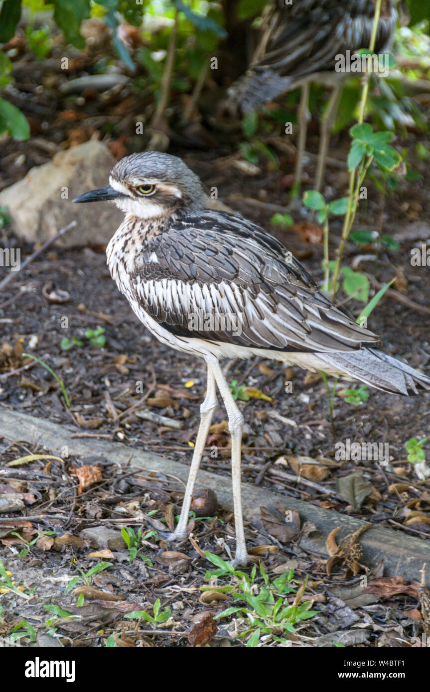 A Bush Stone Curlew wondering in a caravan park at Airlie Beach in ...