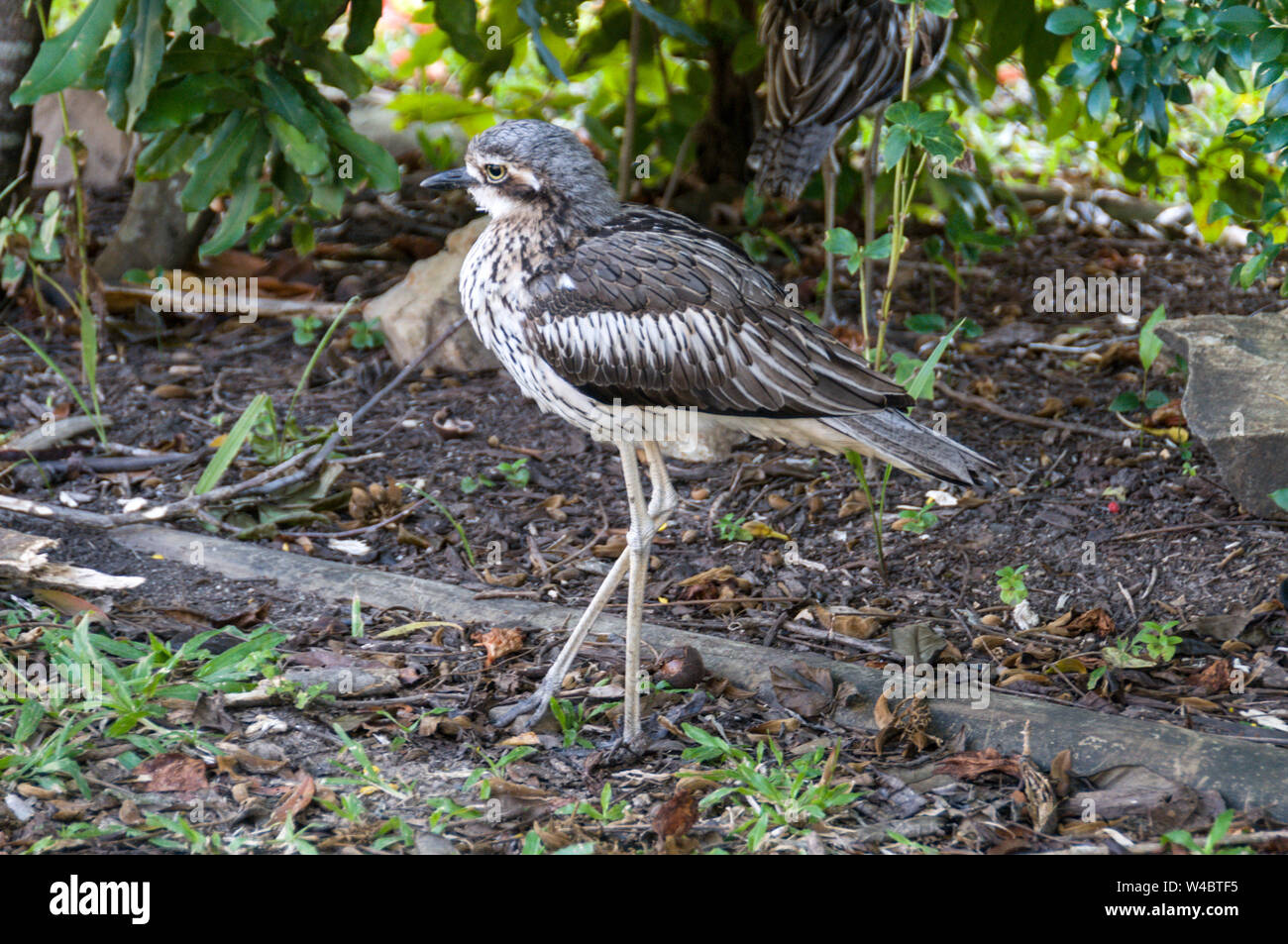 Bush stone curlew queensland australia hi-res stock photography and ...