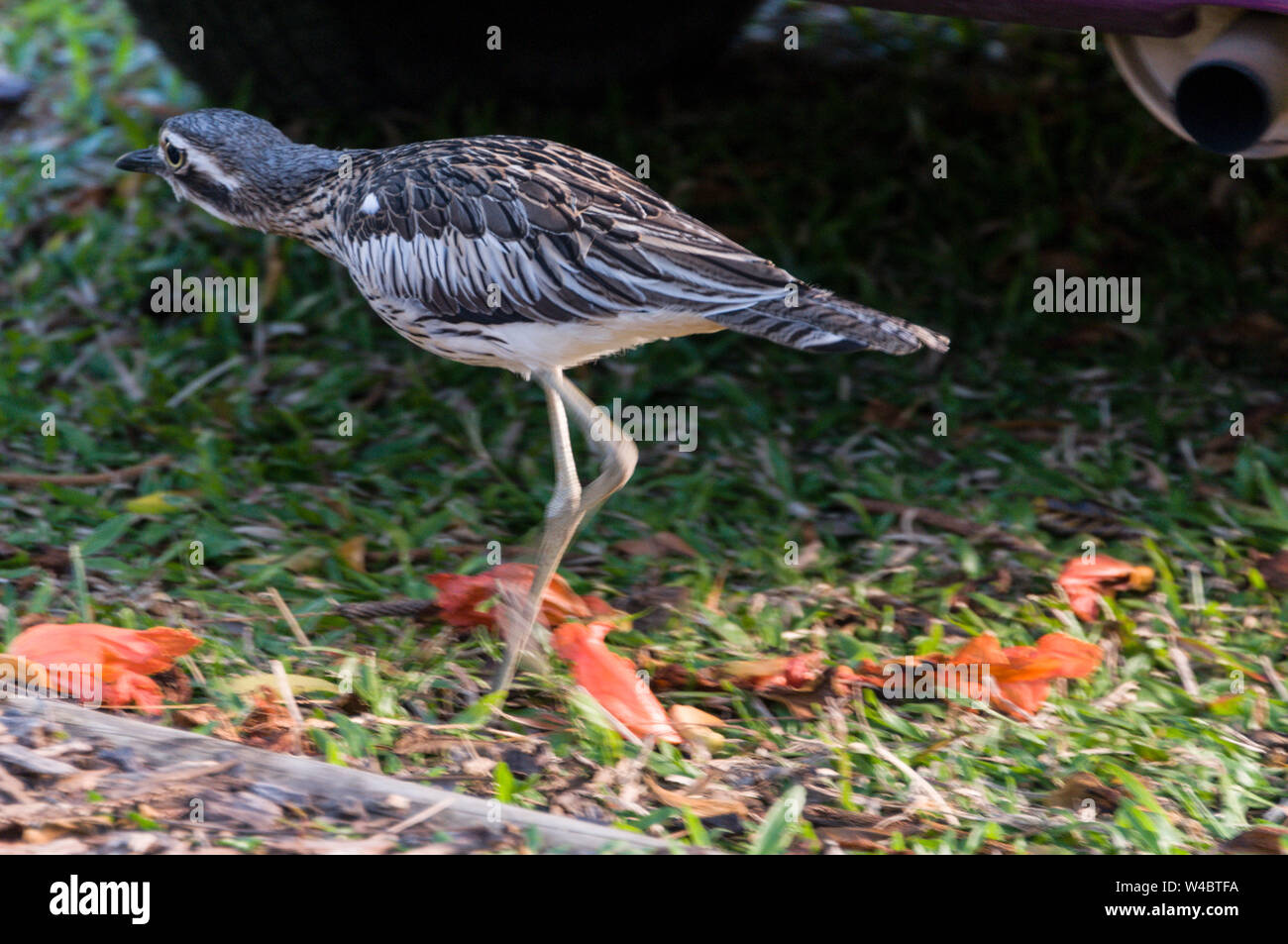 A Bush Stone Curlew wondering in a caravan park at Airlie Beach in ...