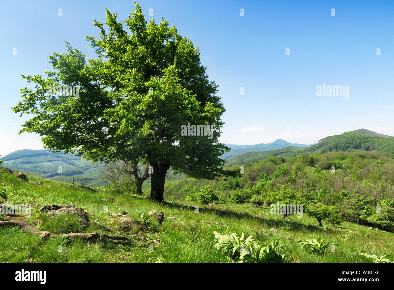 Big green hill with tree hi-res stock photography and images - Alamy