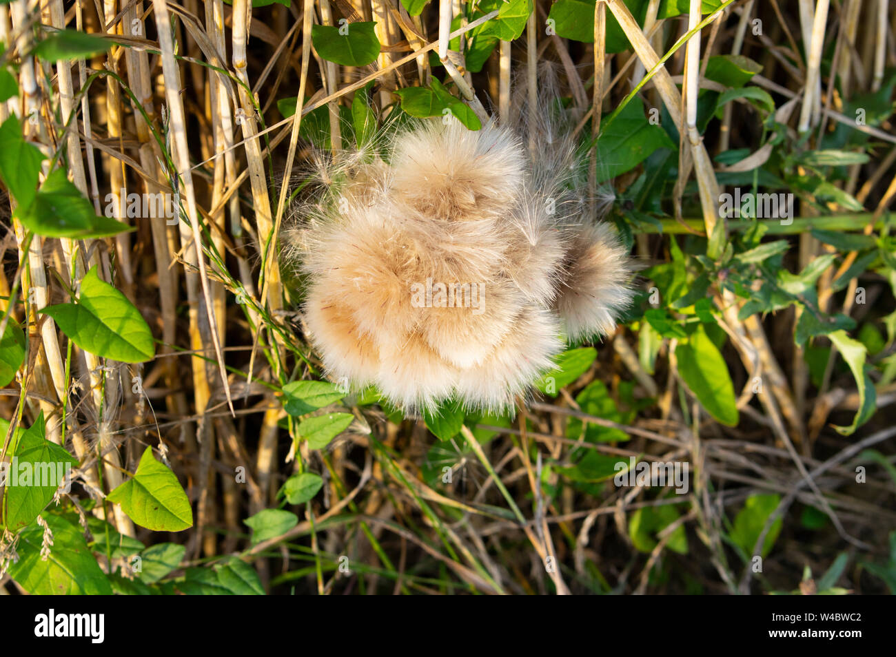 Stone between two trees hi-res stock photography and images - Alamy
