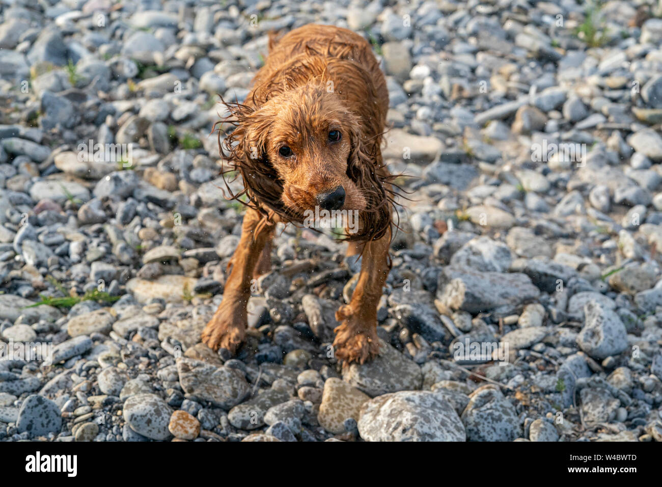happy puppy dog cocker spaniel stretching in the river Stock Photo - Alamy