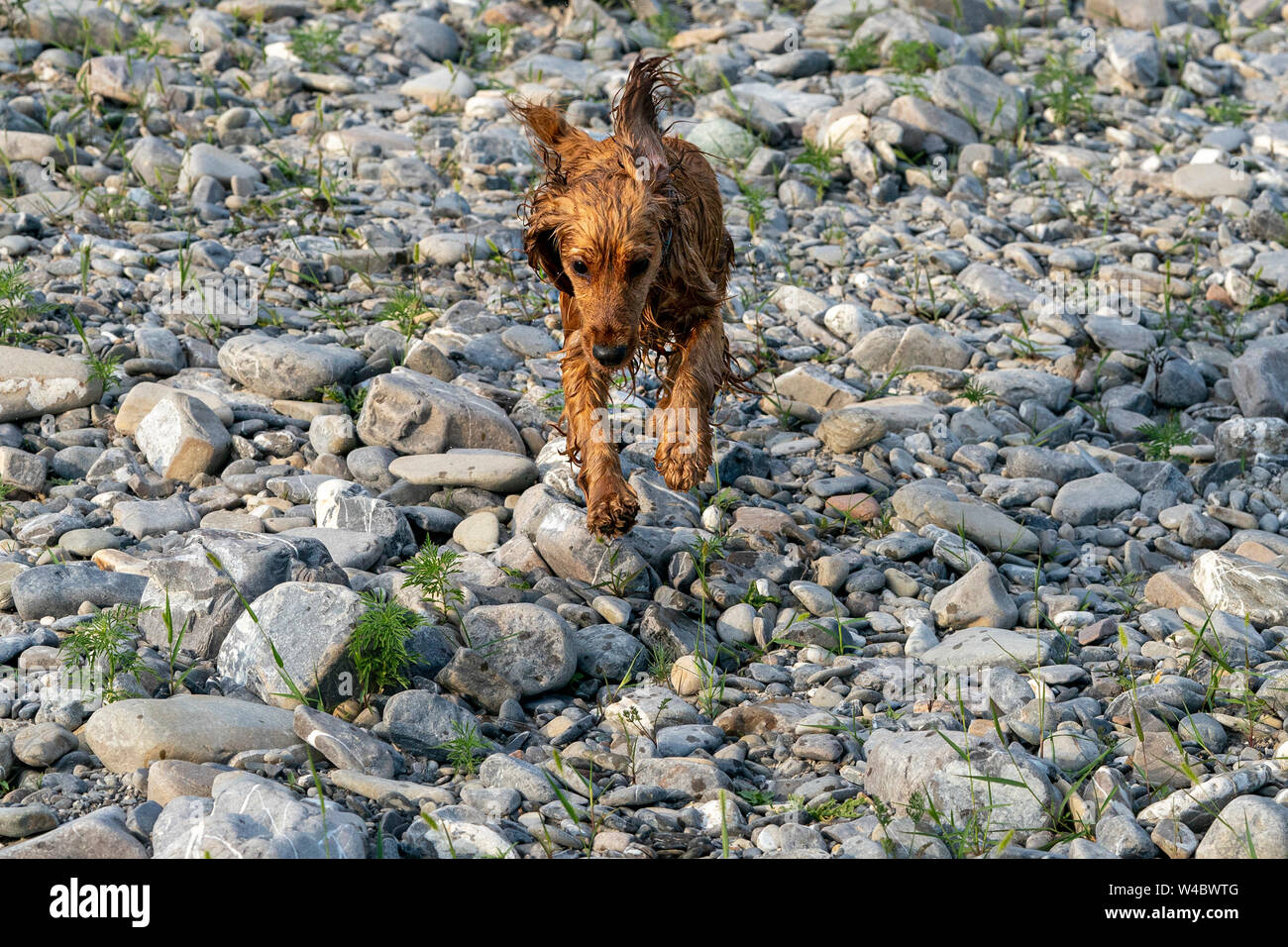 happy puppy dog cocker spaniel in the river running to you Stock Photo ...