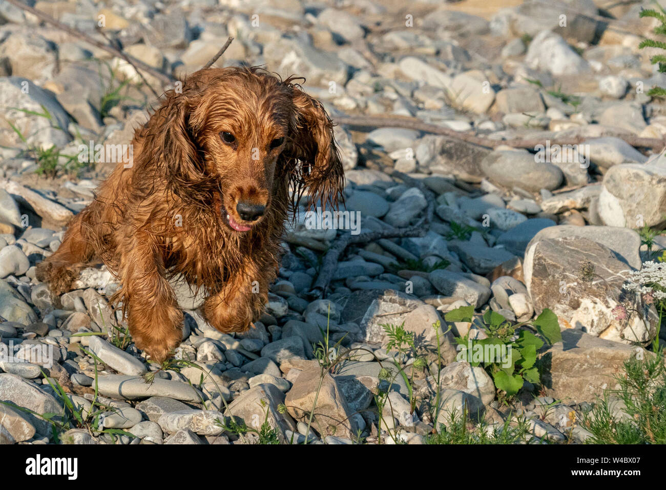 happy puppy dog cocker spaniel in the river running to you Stock Photo ...
