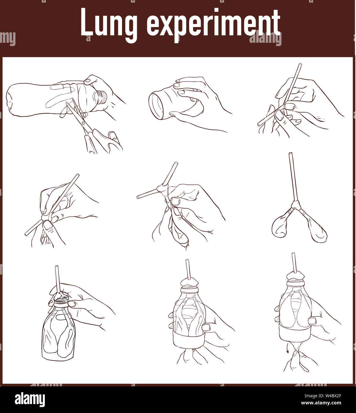 vector illustration of a Lung breathing model Stock Photo - Alamy