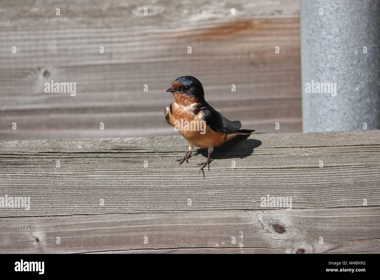 Bird structure hi-res stock photography and images - Alamy