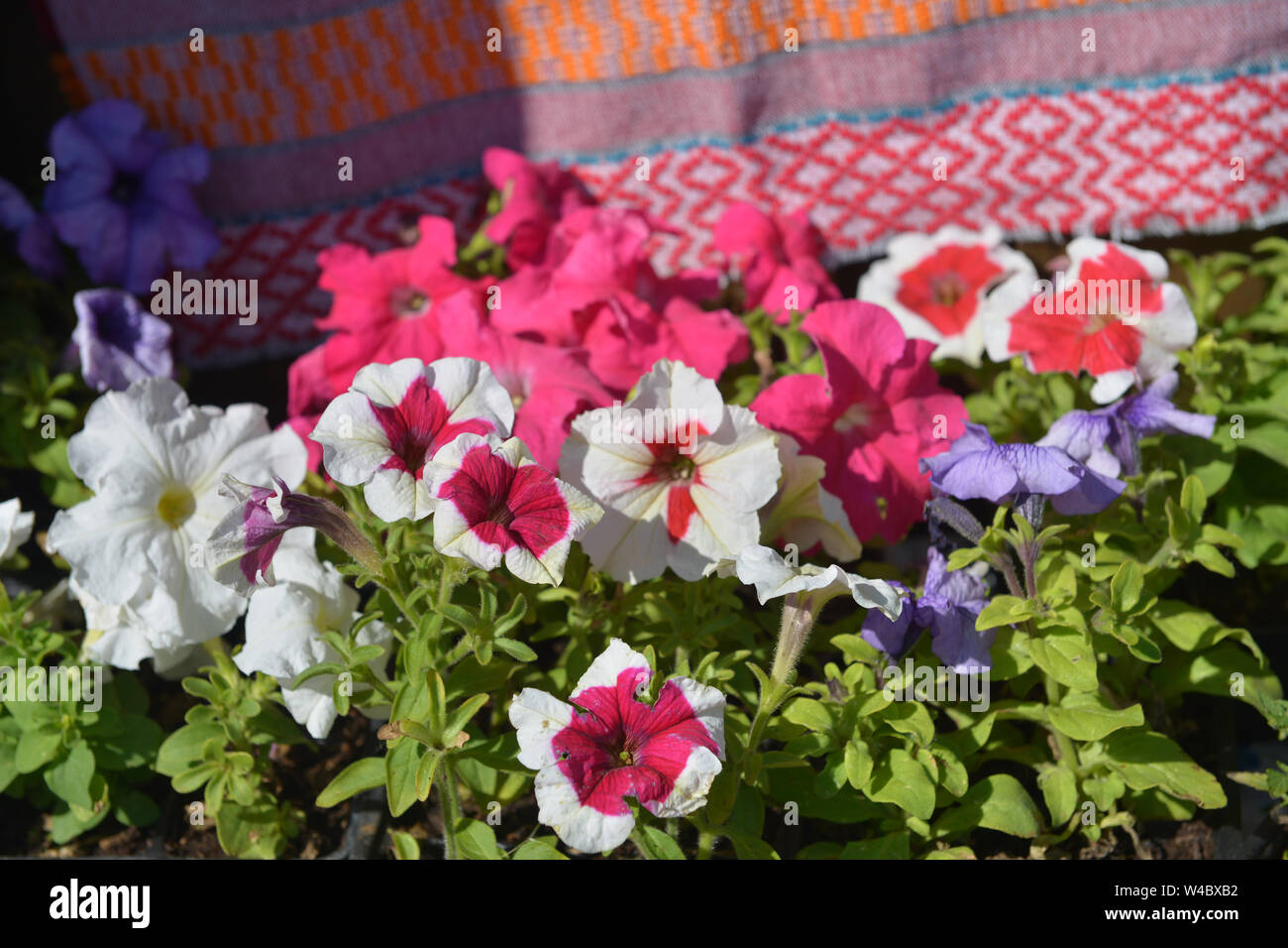 Petunia. Planting flowers in the garden. Petunia hybrida. Белая петунья ...