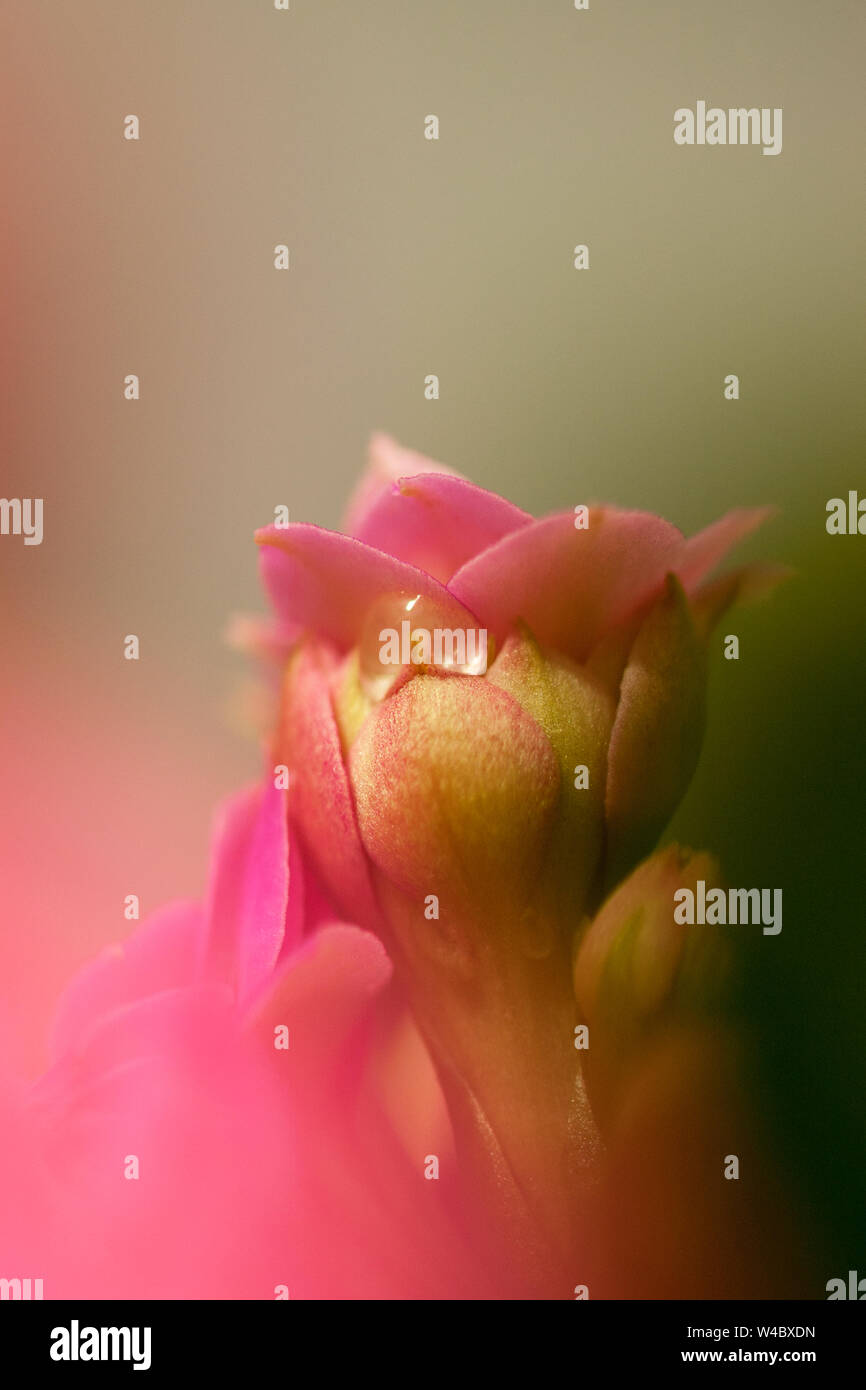 Flower background. Beautiful flower made with color filters Stock Photo ...