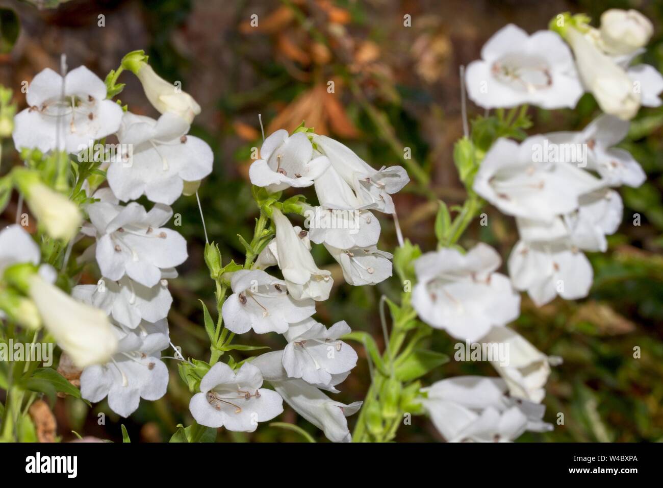 Garden plant penstemons hi-res stock photography and images - Alamy