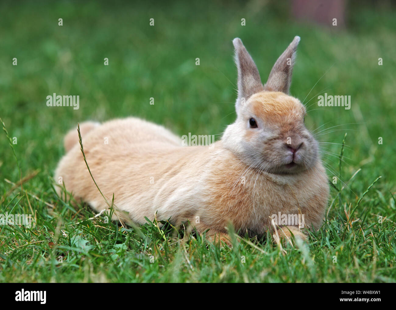 Pet rabbit outdoor hi-res stock photography and images - Alamy