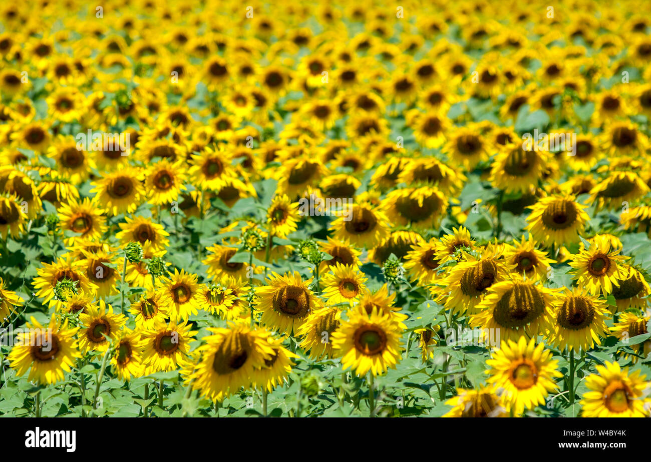 A field of sunflowers growing in sunshine in Turkey. The botanical name ...