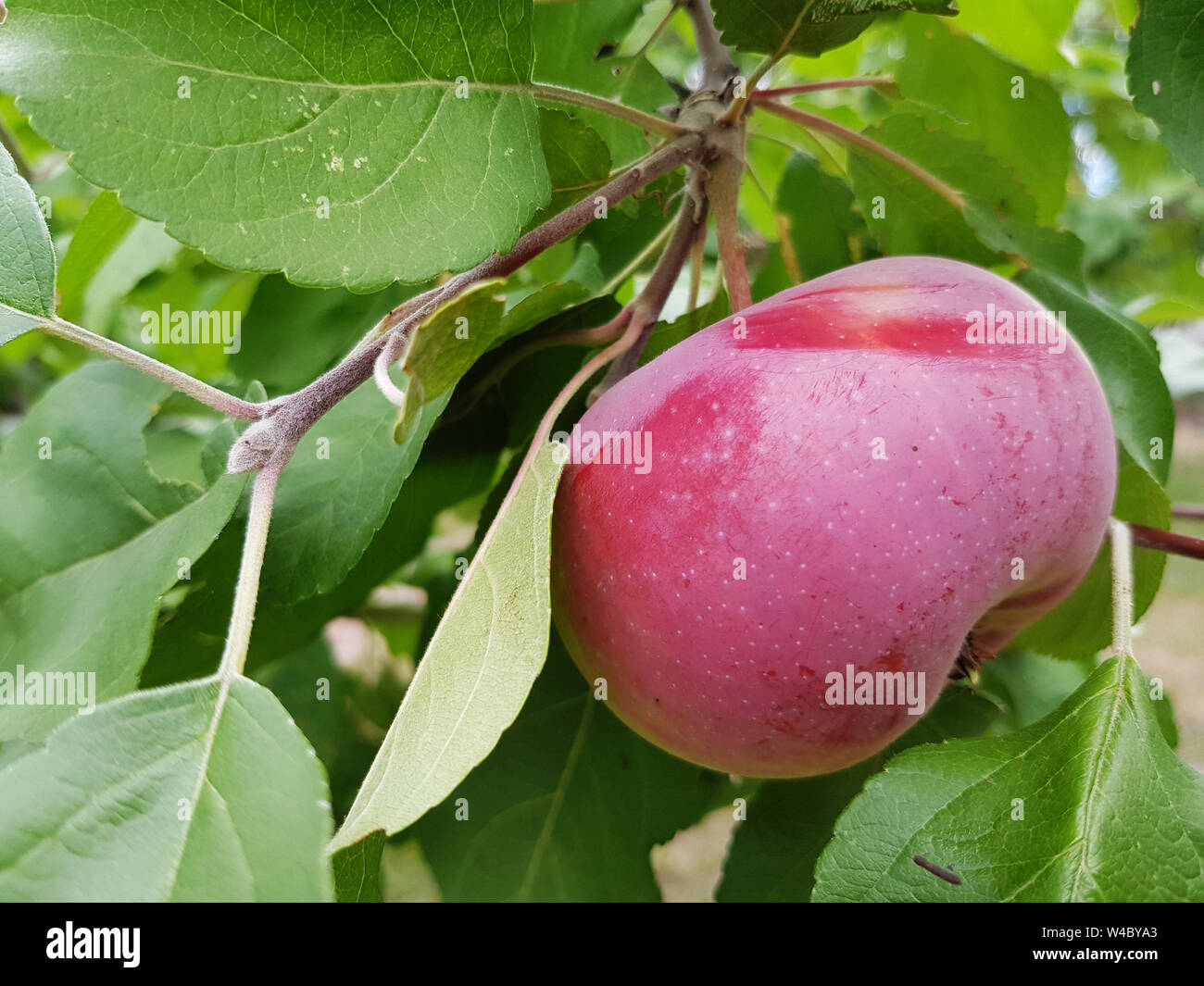 red apple on a branch in the garden. Fruit growing on the farm Stock ...