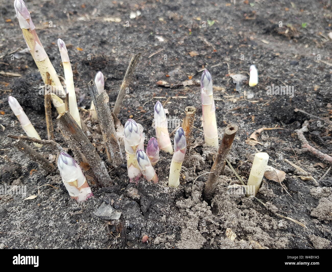 young purple asparagus sprouts are visible from the ground. first ...