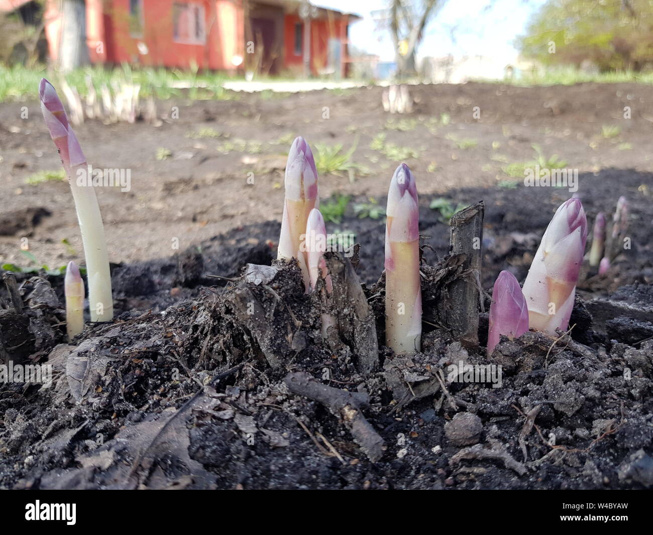 young purple asparagus sprouts are visible from the ground. first ...