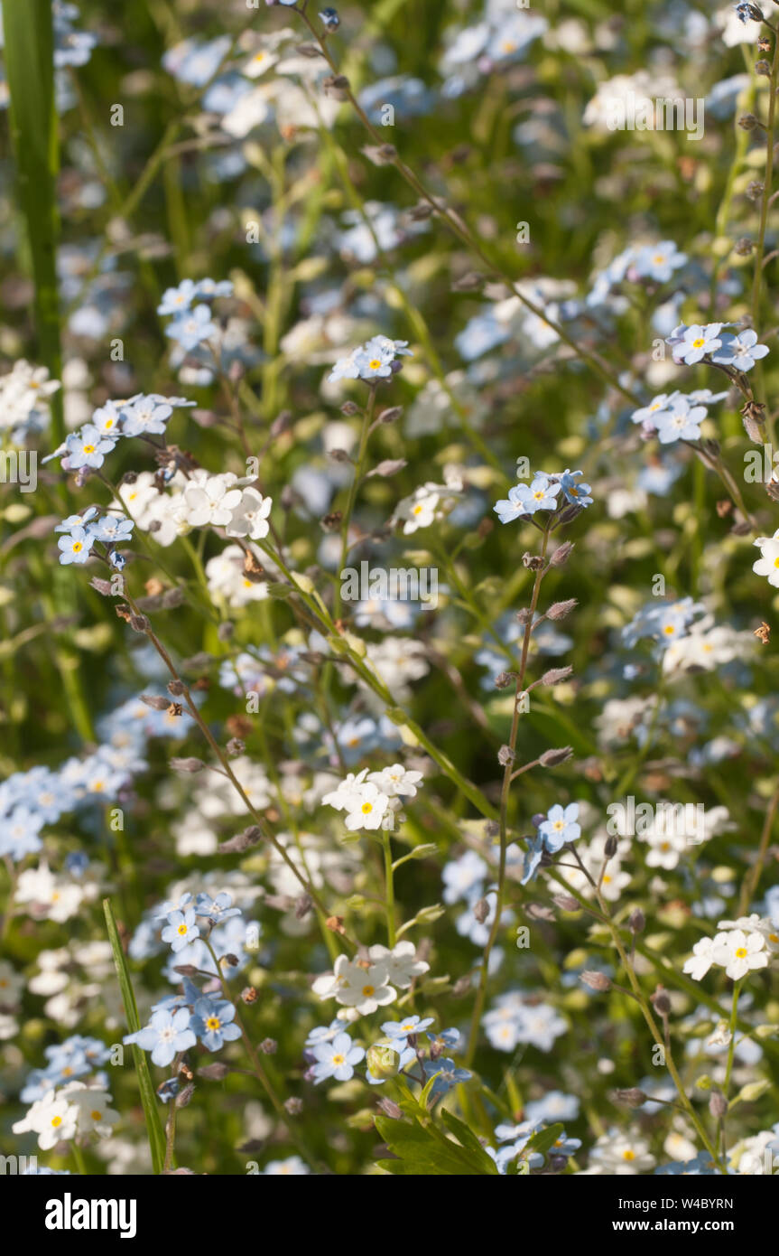 Closeup shot blue flowers in hi-res stock photography and images - Alamy