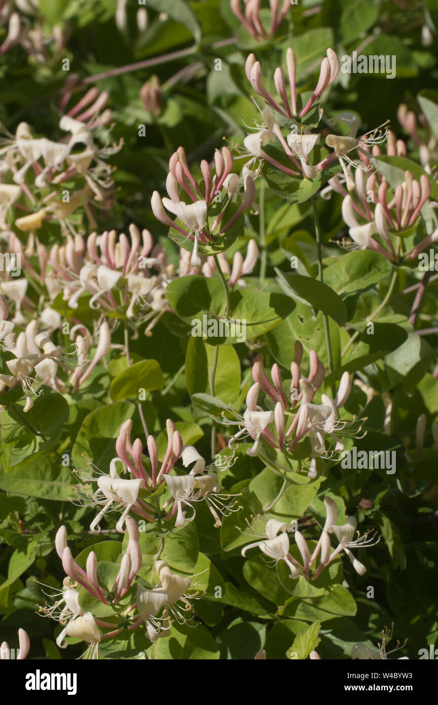 Italian honeysuckle lonicera caprifolium hi-res stock photography and ...