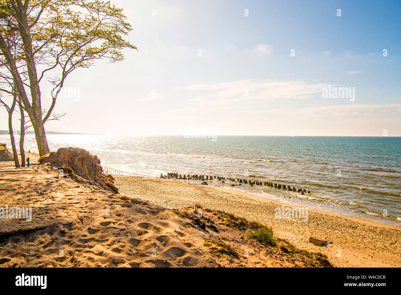 beach of the Baltic sea with dunes and trees Stock Photo - Alamy