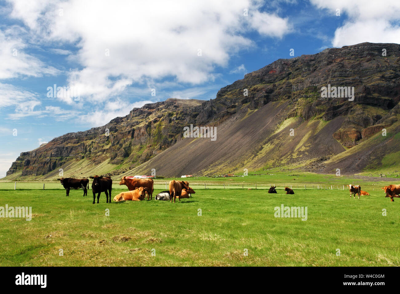 Grazing cow on green meadow hi-res stock photography and images - Alamy