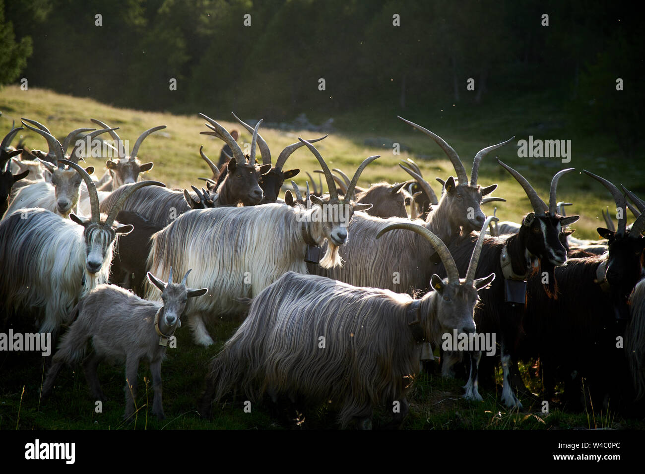 Italian goat hi-res stock photography and images - Alamy