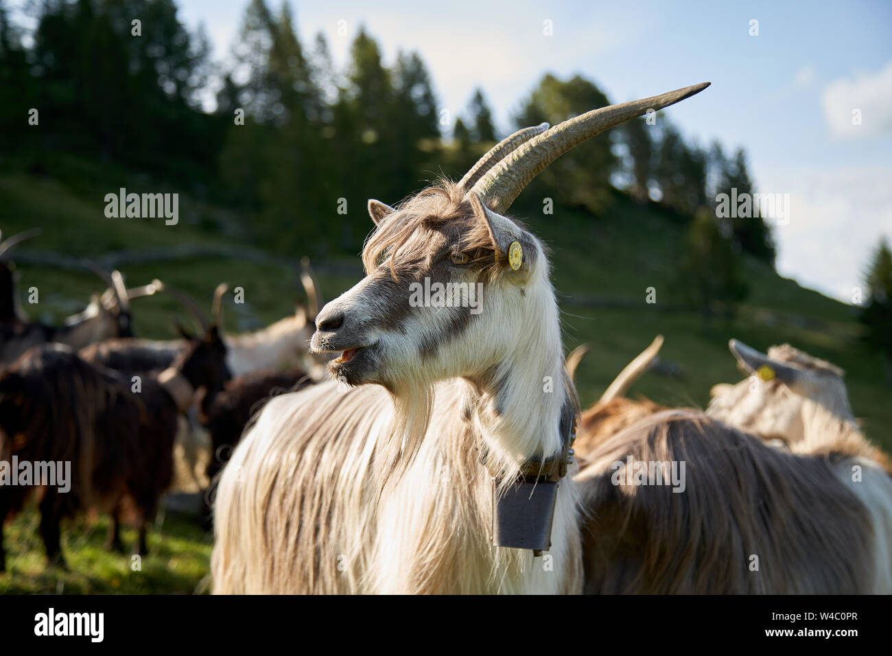 Italian goat hi-res stock photography and images - Alamy