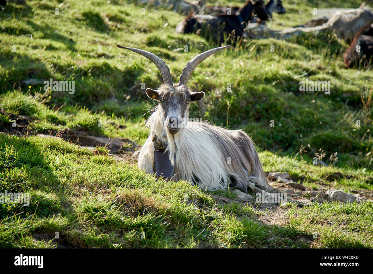 Italian goat hi-res stock photography and images - Alamy