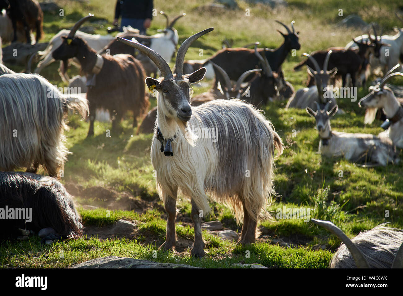 Italian goat hi-res stock photography and images - Alamy