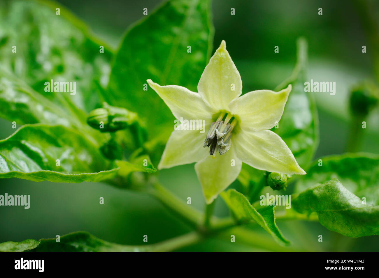 Chili flowers hi-res stock photography and images - Alamy