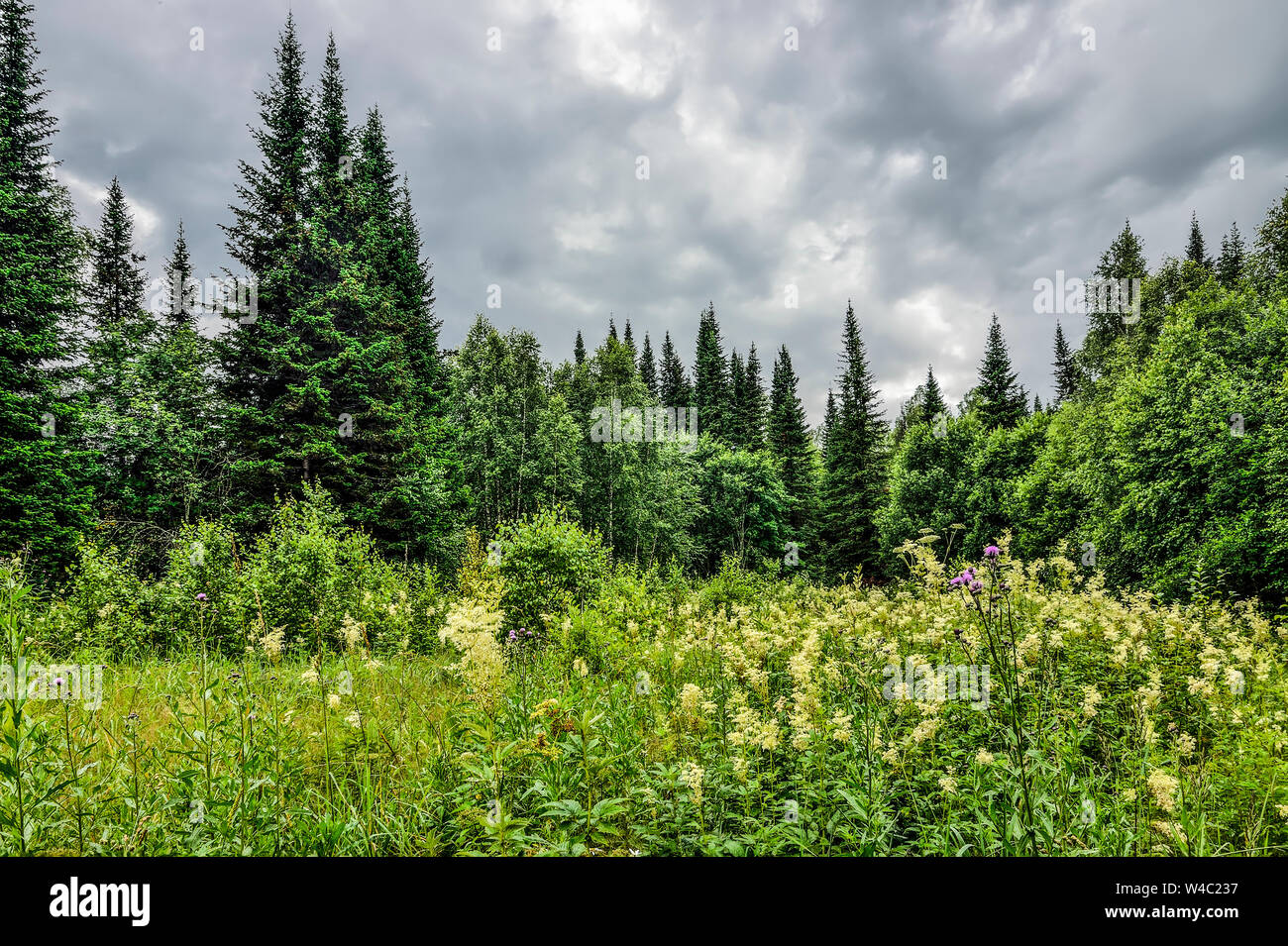 Dramatic cloudy sky over flowering meadow and coniferous forest ...