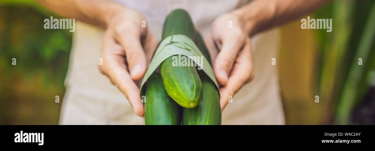 BANNER, LONG FORMAT Eco-friendly product packaging concept. Cucumber ...