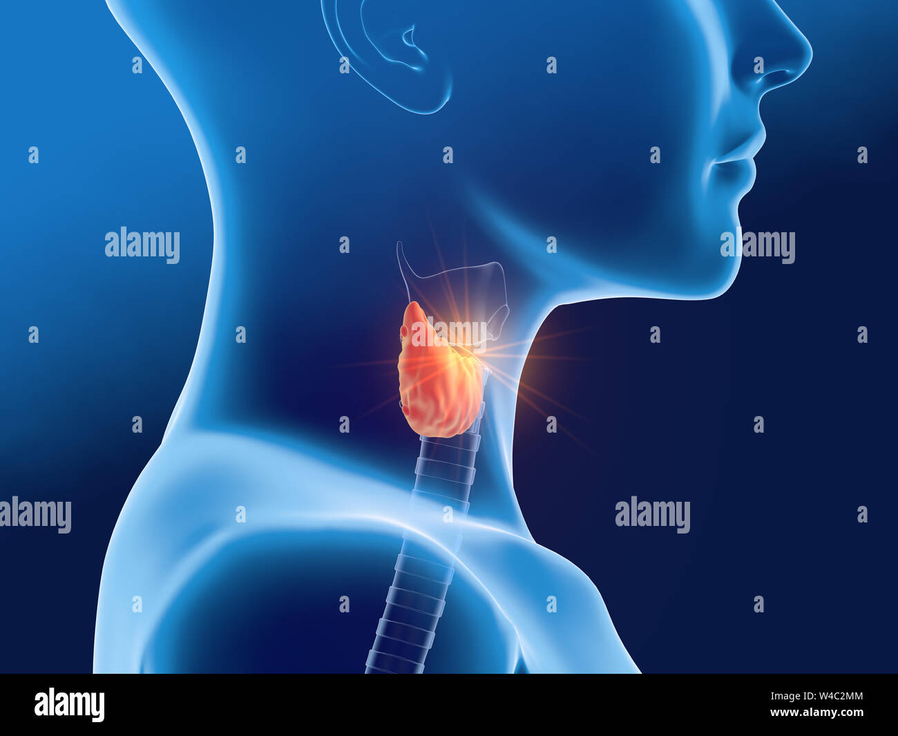 Thyroid gland of a woman, medically 3D illustration on blue background ...