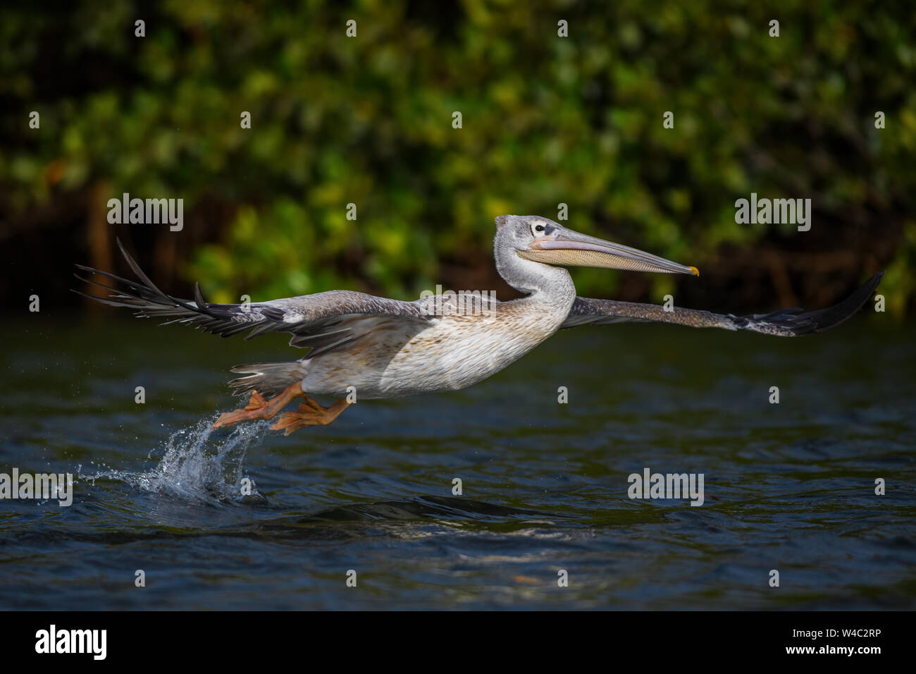 African white pelican hi-res stock photography and images - Alamy