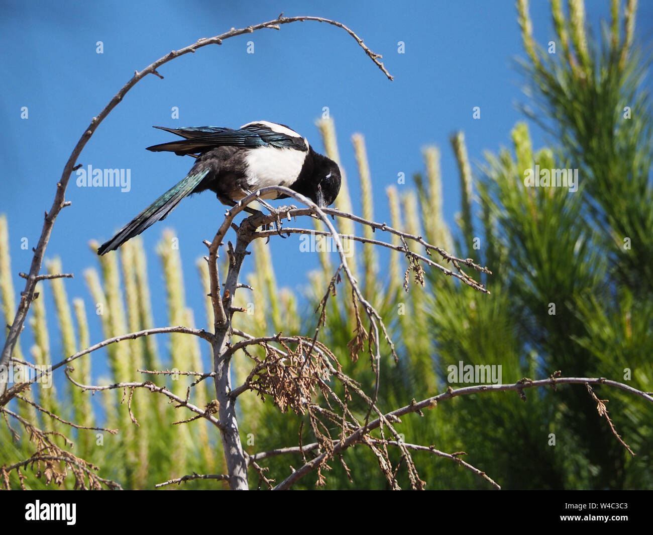 magpie on the branch of a bush Stock Photo - Alamy