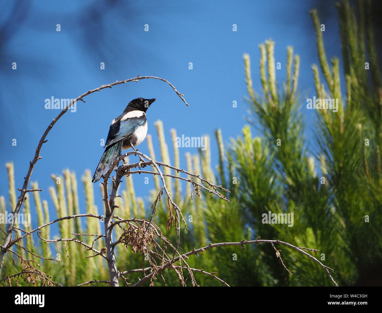 Magpie with flowers hi-res stock photography and images - Alamy