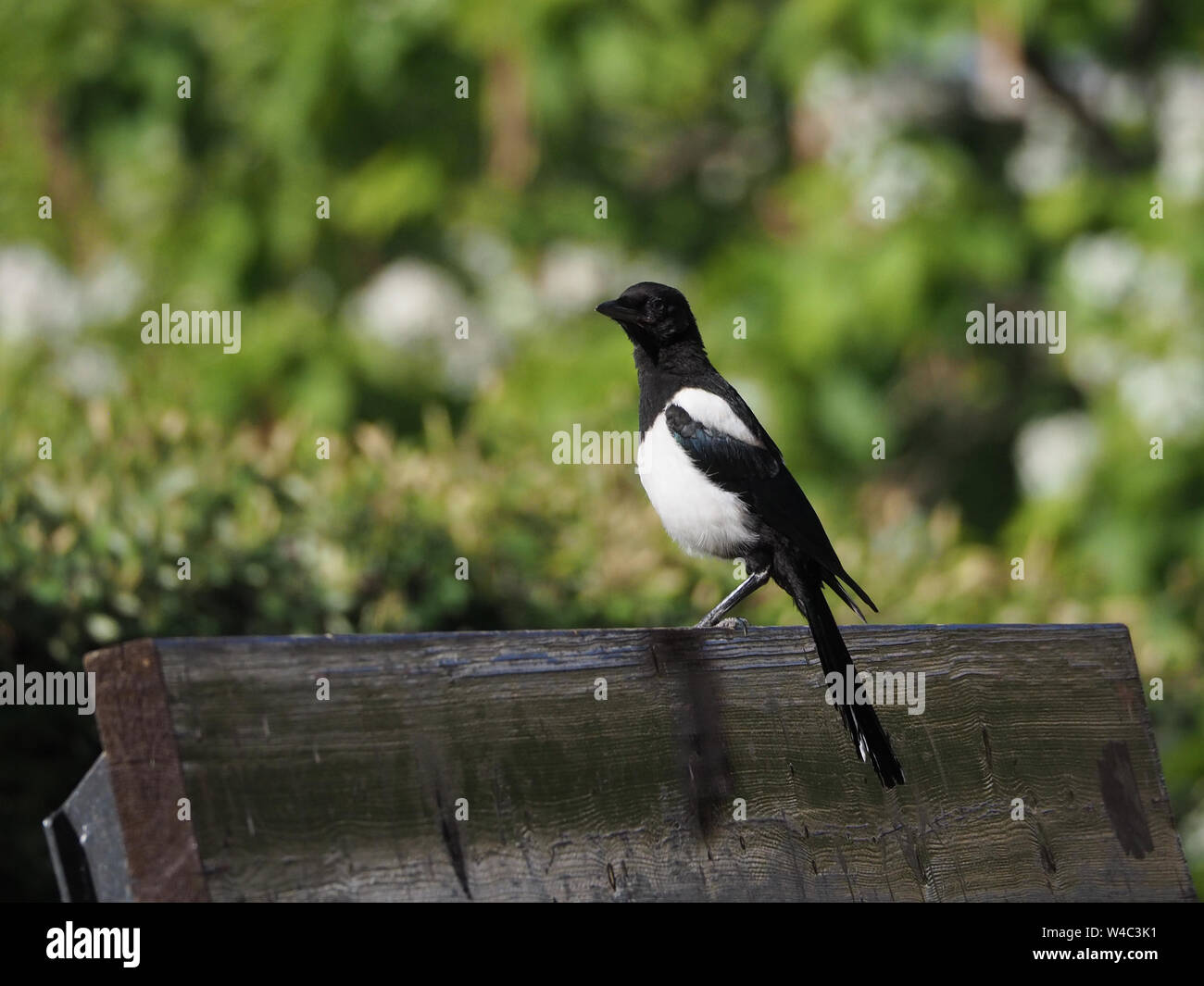 common magpie on the back of a bench in a park Stock Photo - Alamy