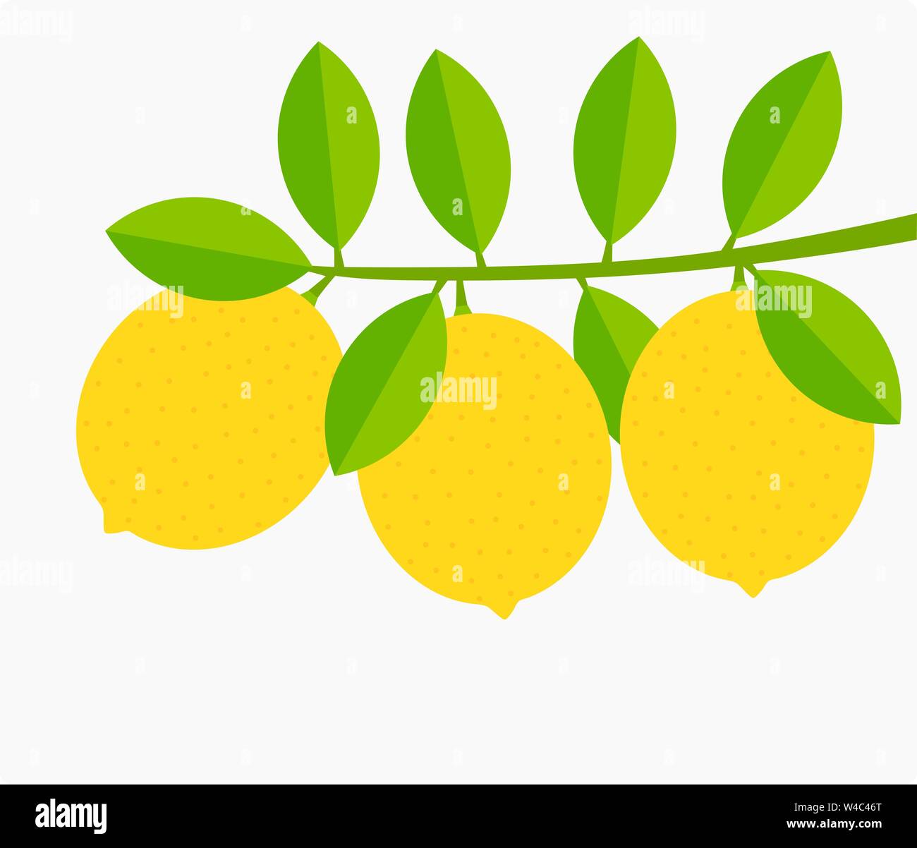 Lemon tree branch with lemon fruits. Vector illustration Stock Vector ...
