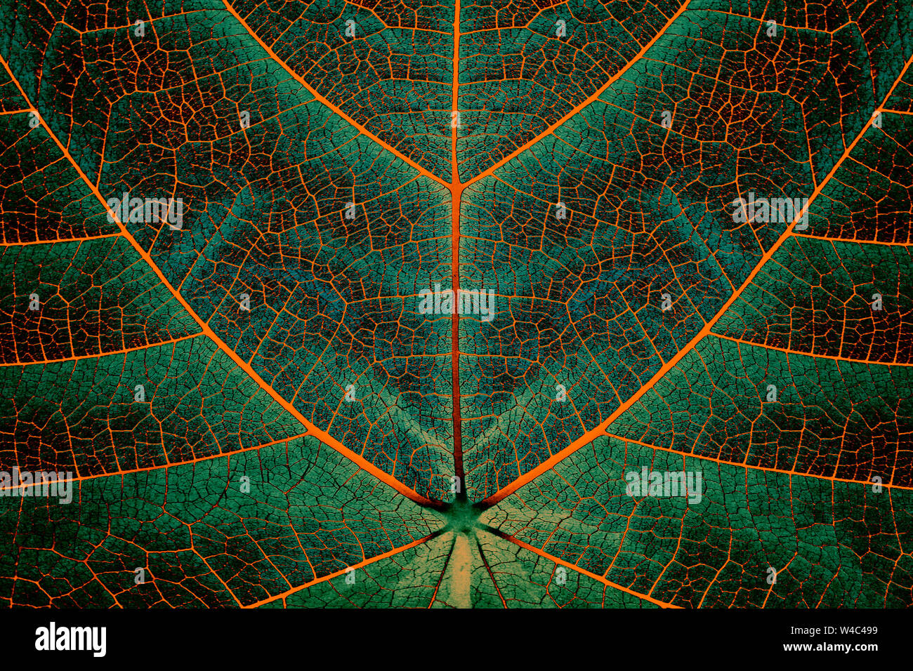 Biomimicry Nature High Resolution Stock Photography and Images - Alamy