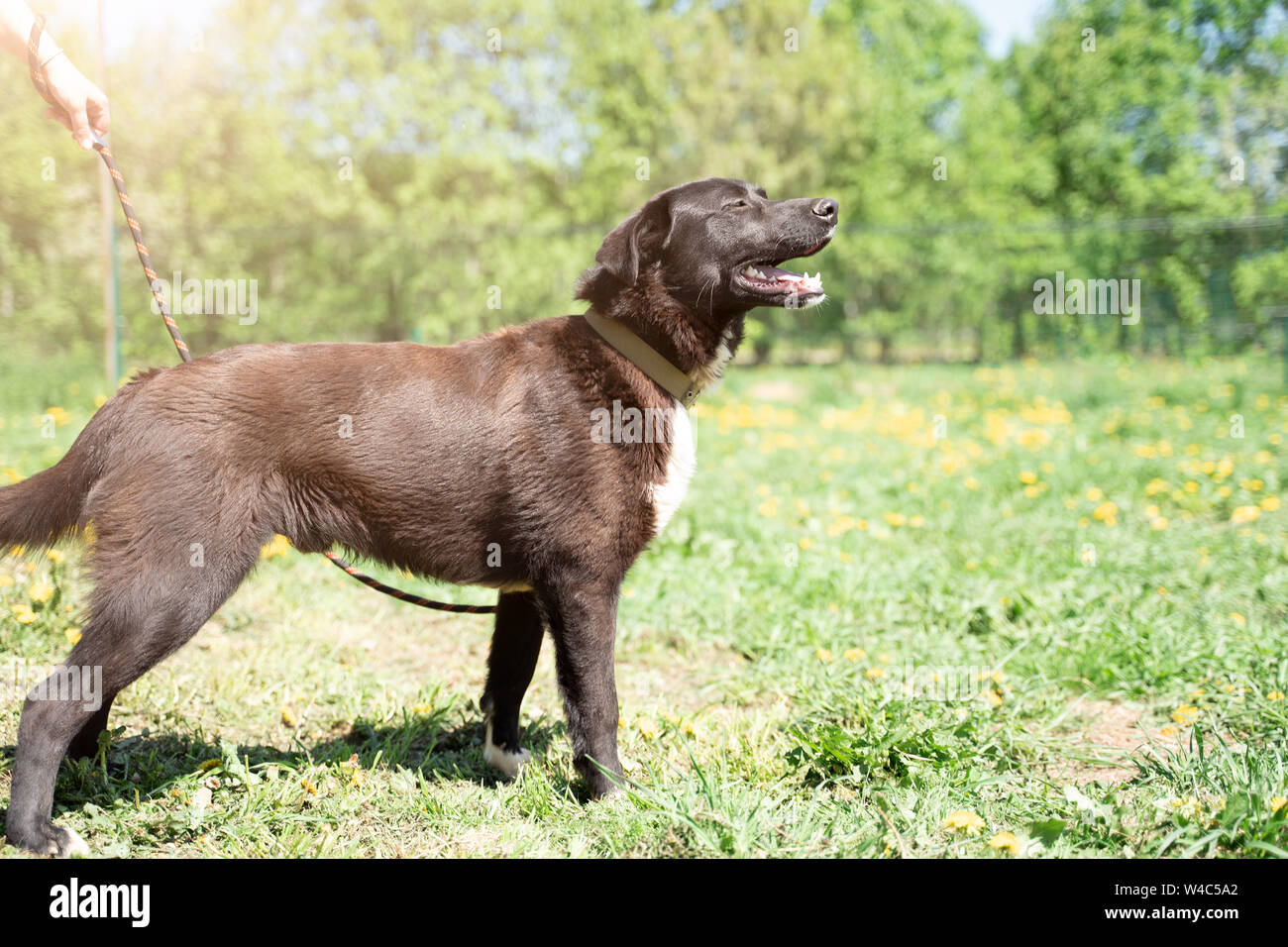 Happy black dog in flowering hi-res stock photography and images - Alamy