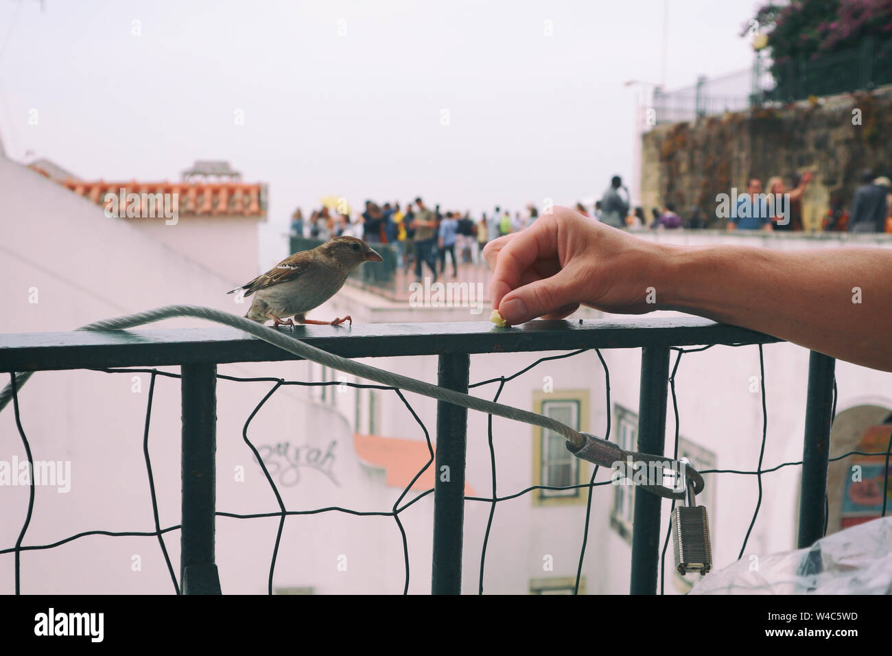 Birds eating from humans hi-res stock photography and images - Alamy