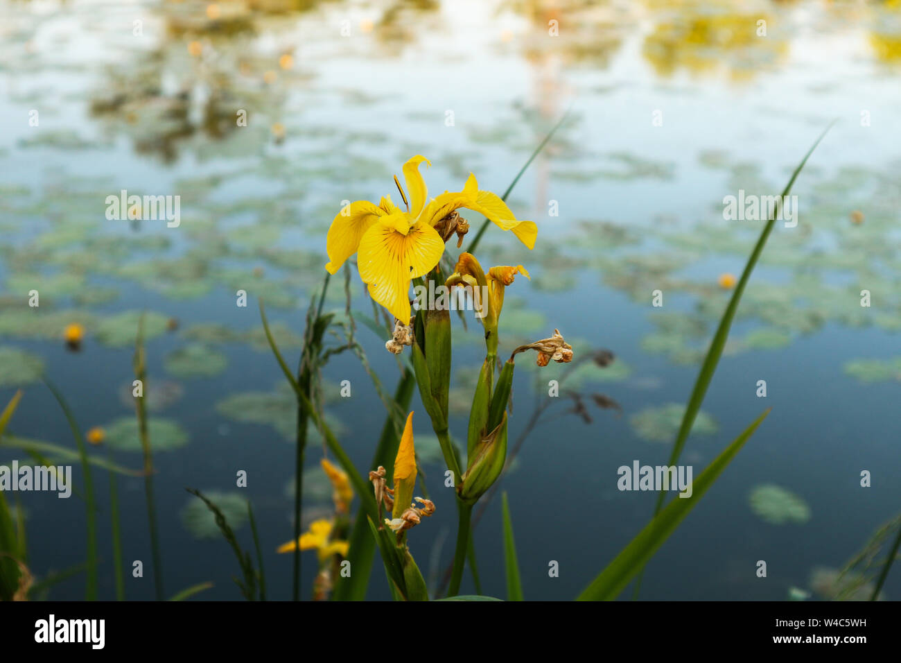 Self Iris High Resolution Stock Photography and Images - Alamy