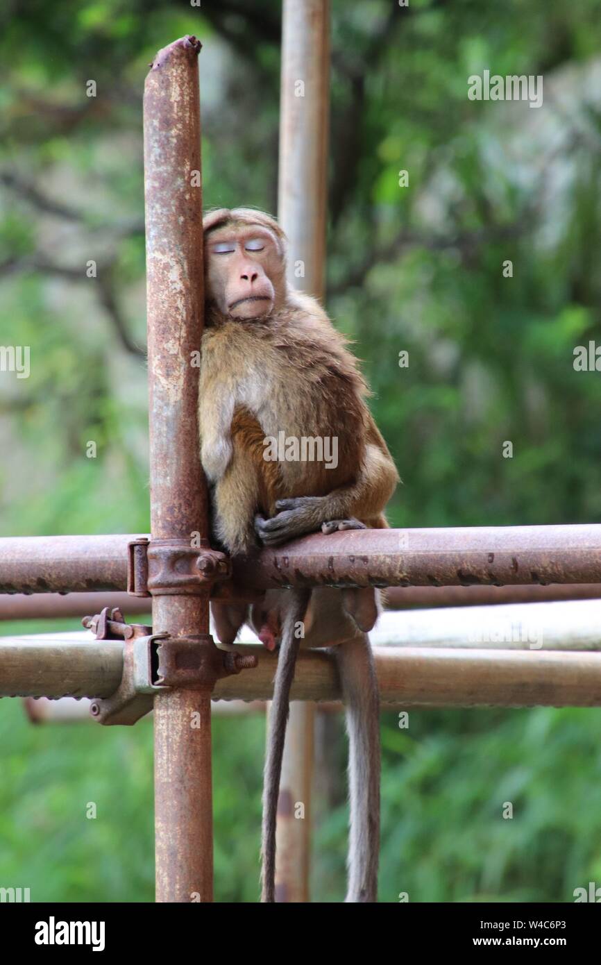 Macaque napping hi-res stock photography and images - Alamy