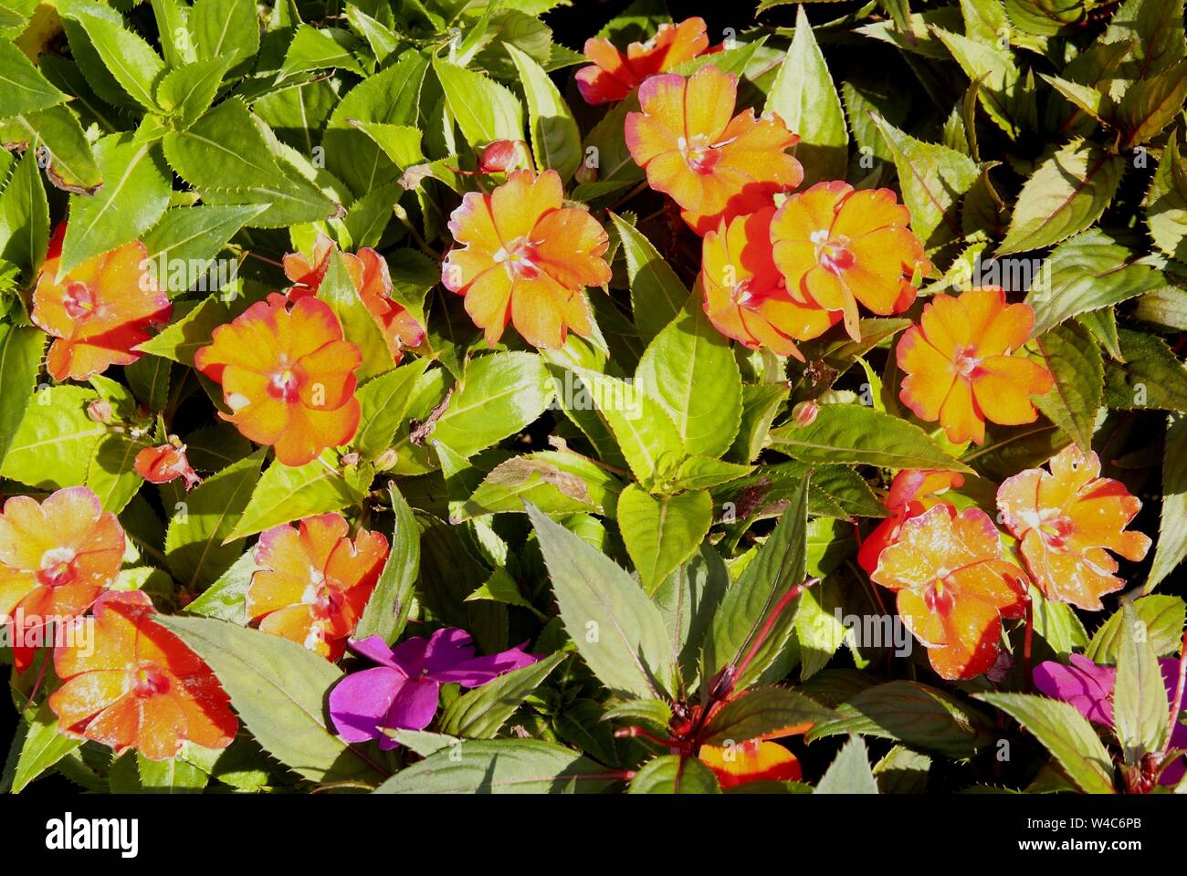 Natures prism hi-res stock photography and images - Alamy