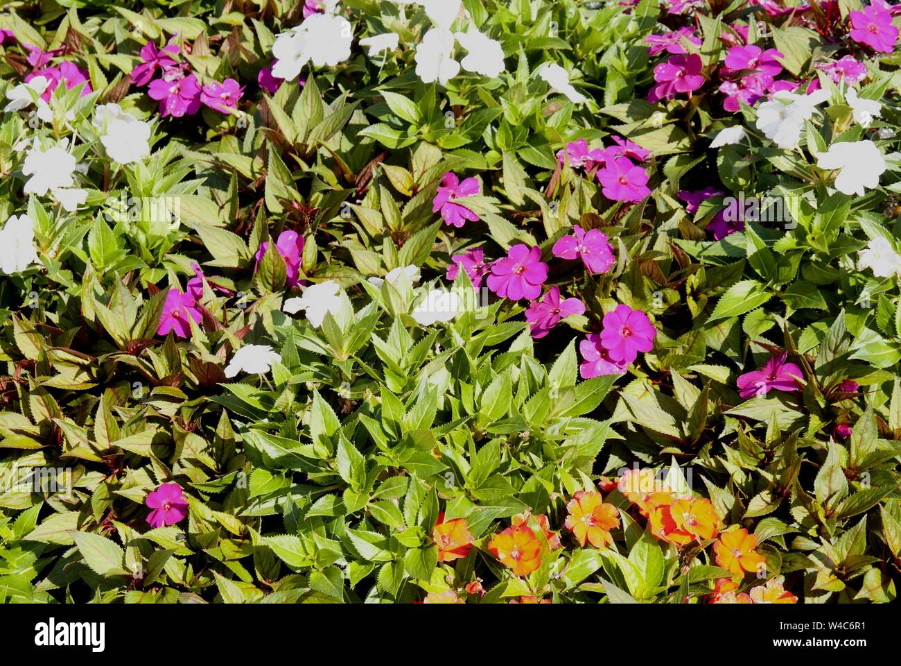 PRISM TREE: A bush has an assorted variety of colorful flowers Stock ...