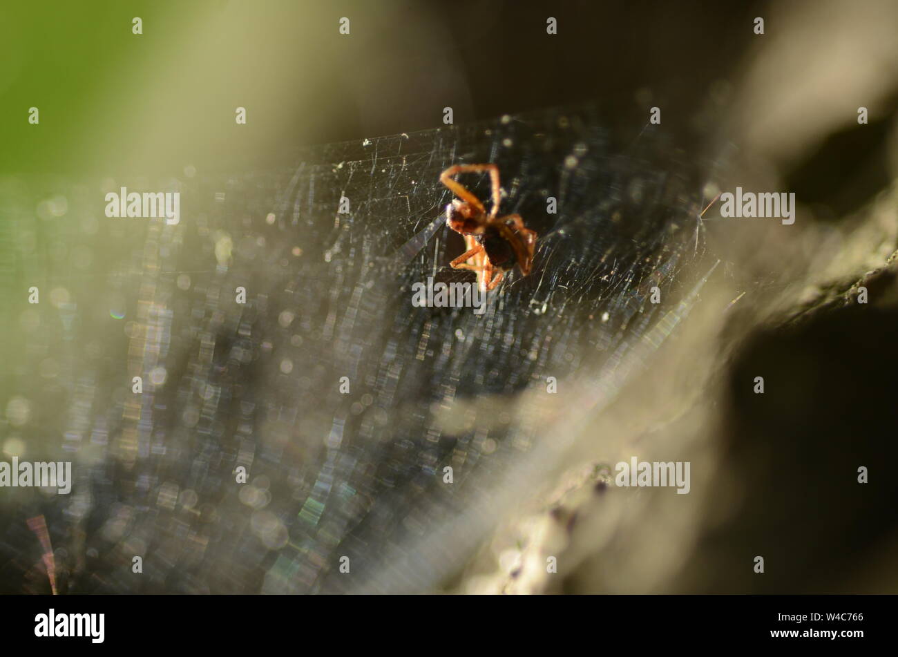 SILK: A detailed look at the craftily spun webs of a spider Stock Photo ...