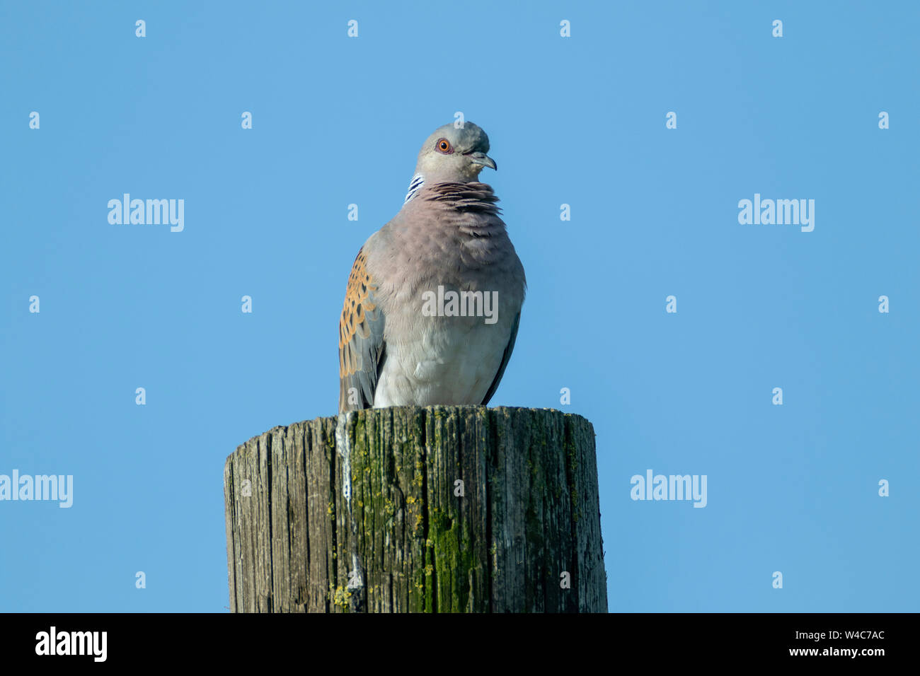 The European turtle dove (Streptopelia turtur) on a pole Stock Photo ...