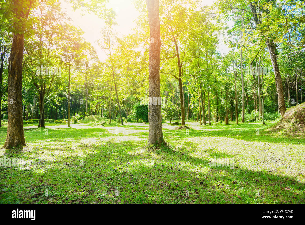 green park beautiful sunrise tree in summer at outdoor with tree and ...
