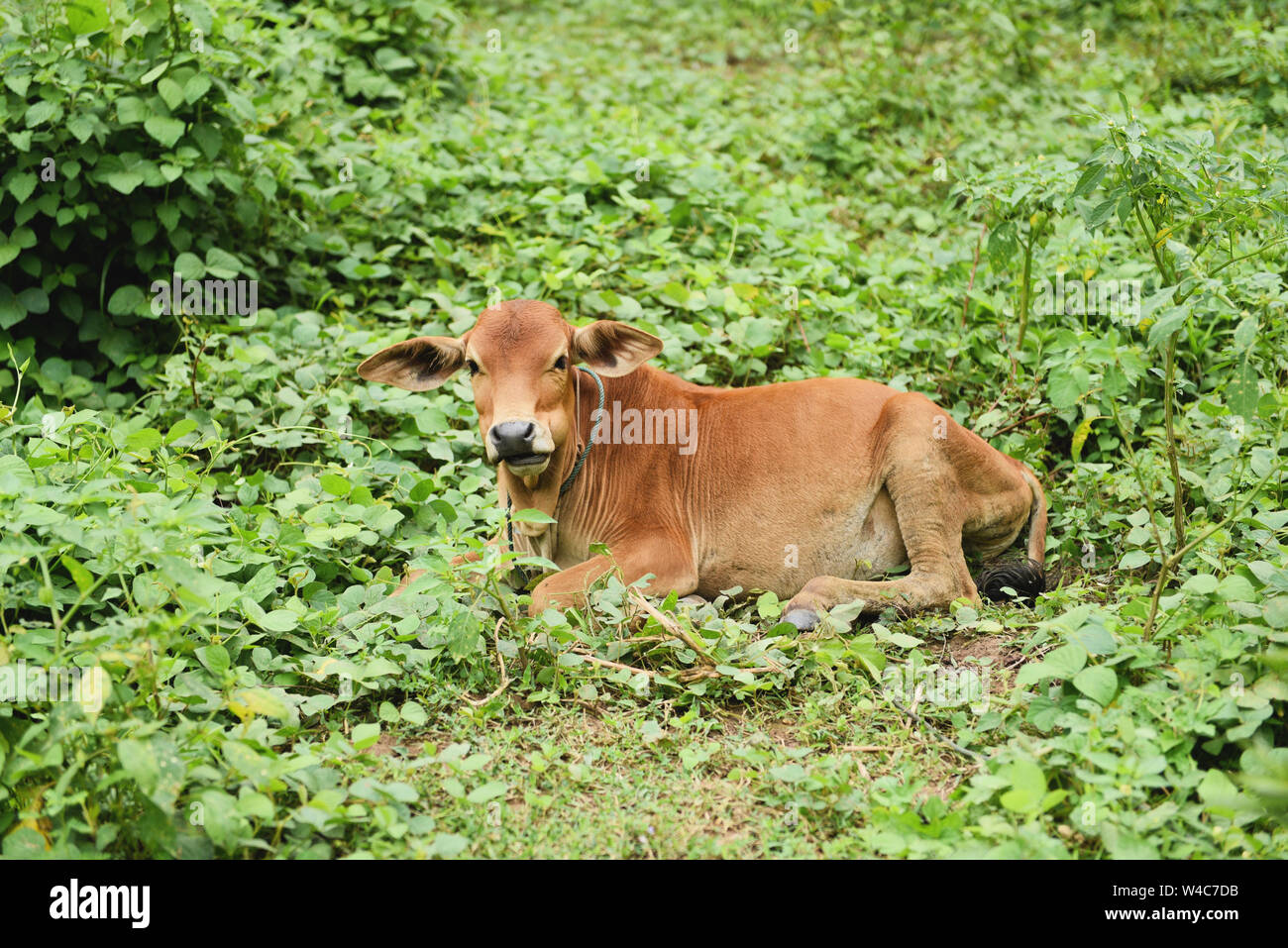 Angus cow silhouette hi-res stock photography and images - Alamy